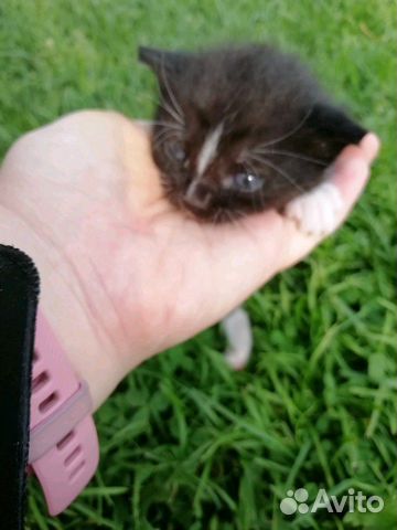 Котята помесь корнишрекс