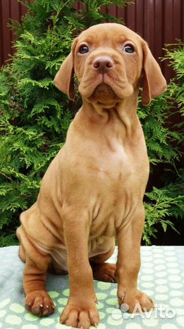 Щенок венгерской выжлы