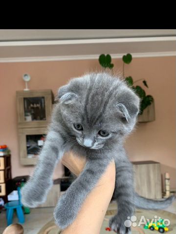 Котёнок