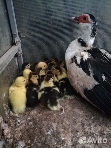 Утята индоутки