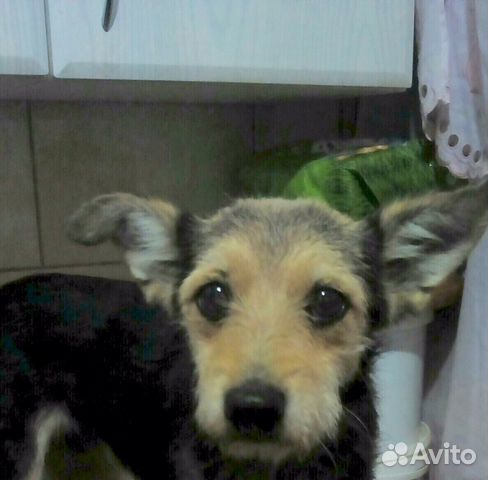 Ася 2 года 35-40 см в холке