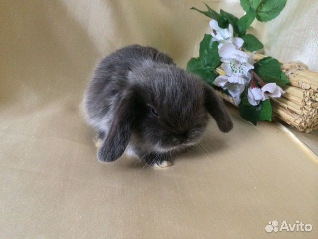 Карликовый декоративный кролик