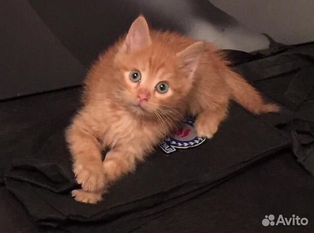 Котёнок ищет доброе сердце