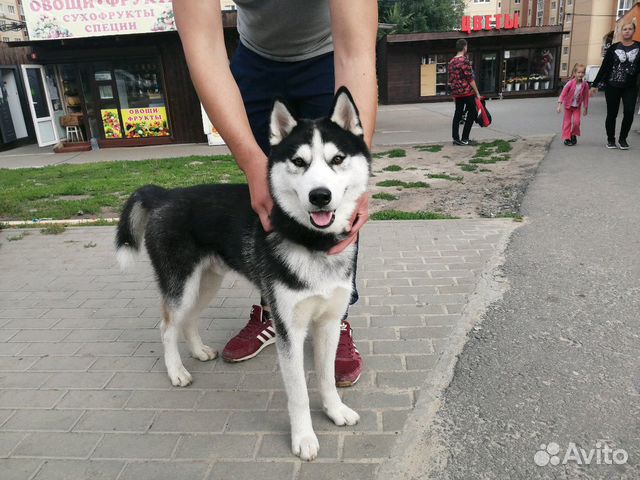Хаски