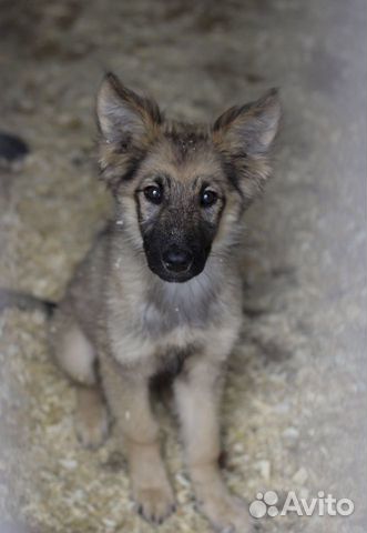 Замечательные щенки ждут своего спасения