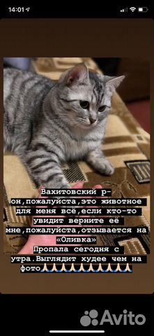 Потерялась кошка (нашли кошку)