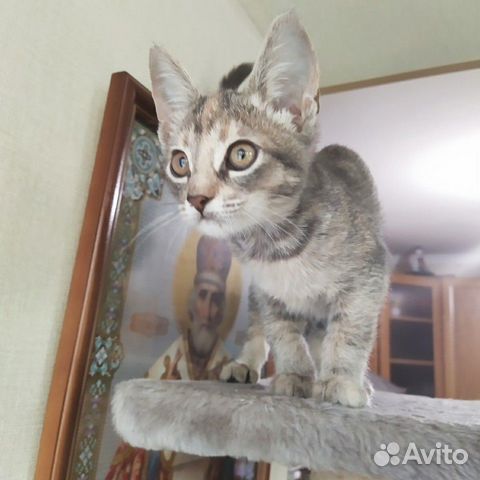 Абисинские котята