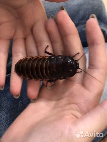 Таракан мадагаскарский