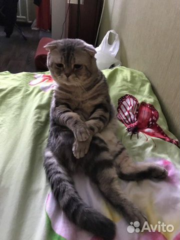Кот ищет даму сердца