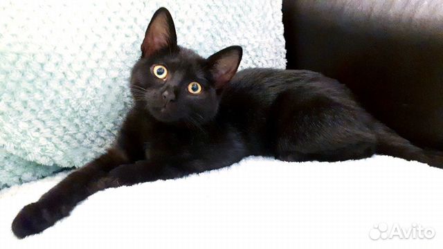 Черная кошечка, 2 месяца