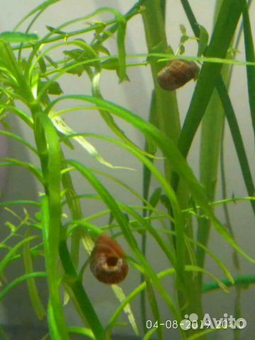 Улитки катушки аквариумные