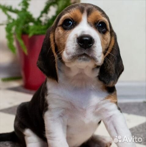 Девочка биглюша