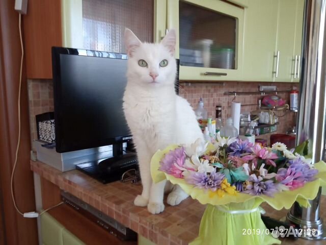 Кошка Белка