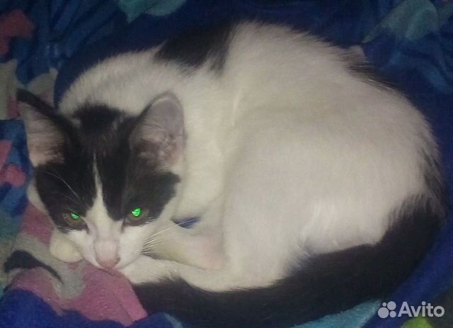 Котенок Бэтмен)