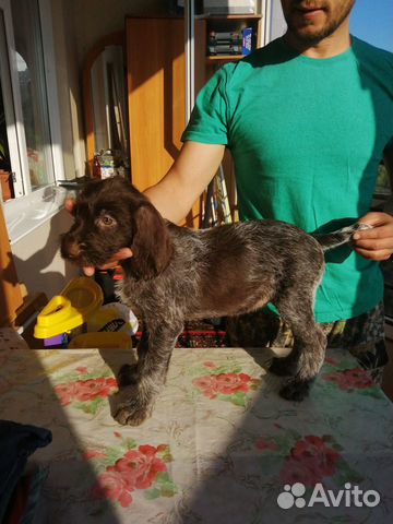 Продам щенков дратхаара