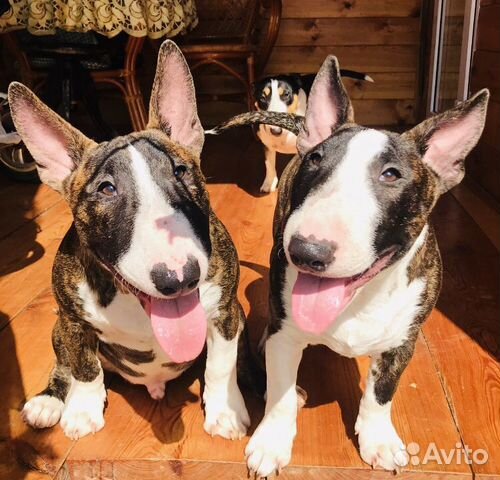 Мальчики миниатюрного бультерьера