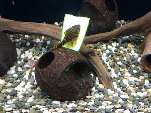 Номерные сомы L 002 Panaqolus sp