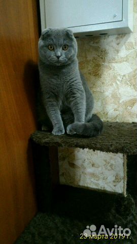 Кот Цезарь,ждет невест
