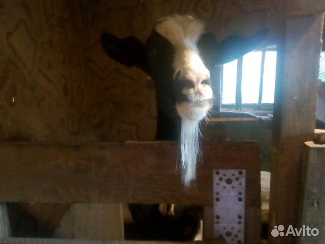 Козы дойные(обмен)