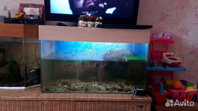 Аквариум с черепахами