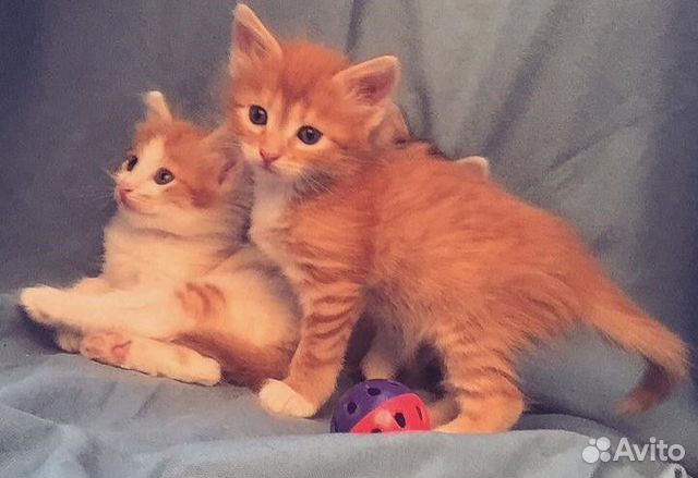 Два породистых котенка