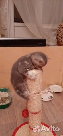 Очаровательные британские котята -девочка