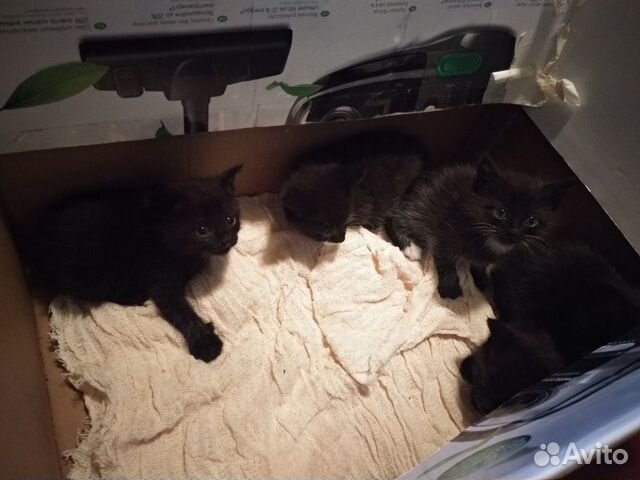 Котята даром