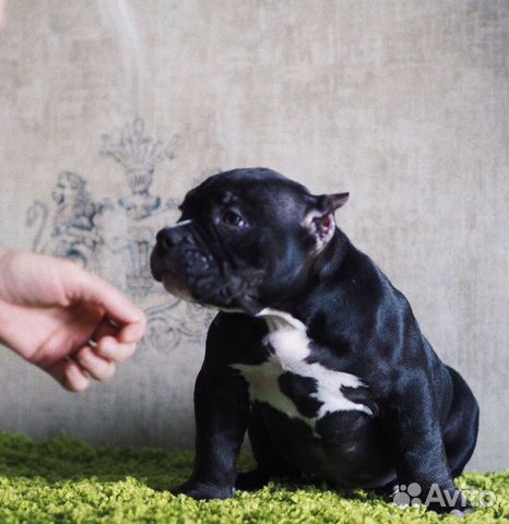 Americanbully американскийбулли собака элит