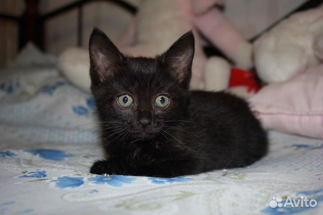 Котенок Вик