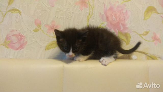 3 котёнка ищут новый дом и новую семью
