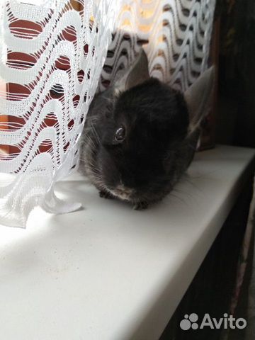 Шиншилла девочка чёрный бархат