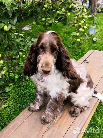 Английский кокер спаниель