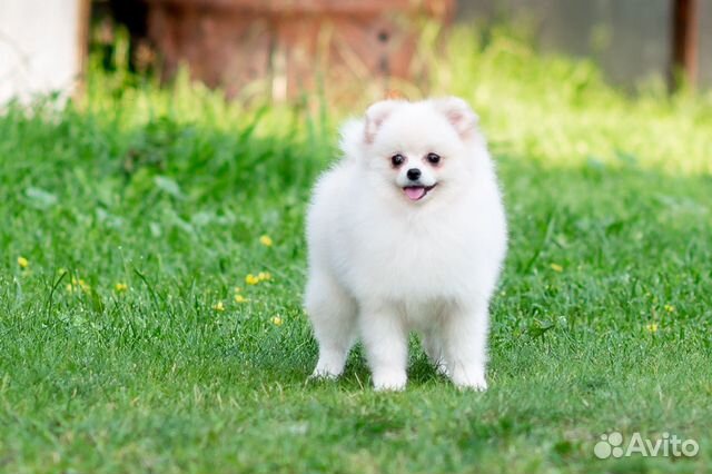 Шпицемальчик