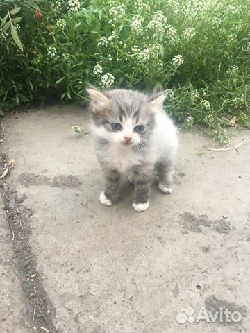 Котеночек, котёнок, котик