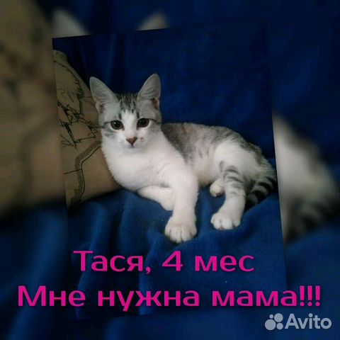 Котенок Тася в добрые руки