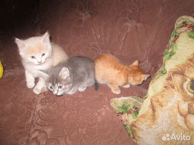 Воспитанные котята к добрым хозяевам