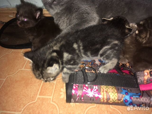 Британские котята