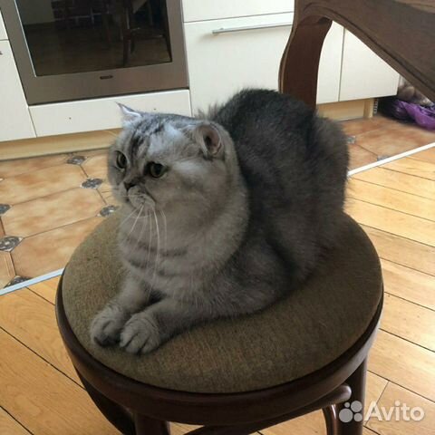 Шотландочка скотиш фолд