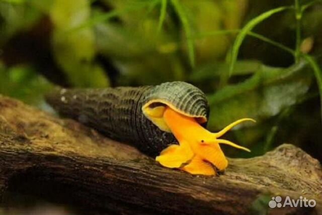 Улитки Кролики (Тиломелания)