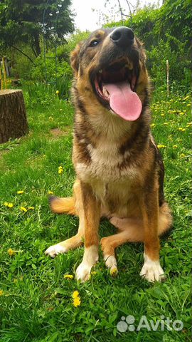 Активная, веселая Маня ищет дом