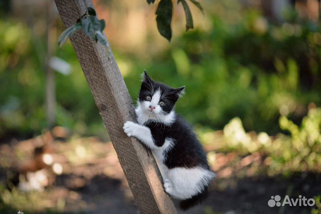 Котёнок метис