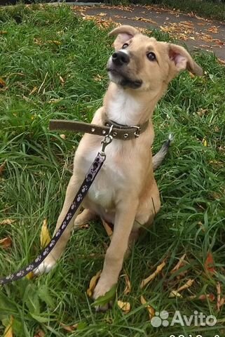 Щенок рыжик