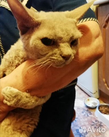 Кот Девон-Рекс отдам