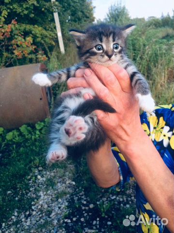 Домашние котята. Подкинули к клинике. Двое