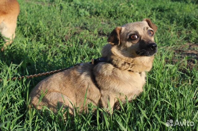 Ищет дом мелкая собачка Марта