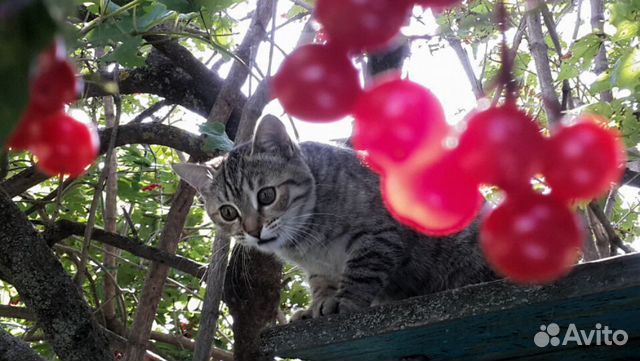 Котенок - тинейджер