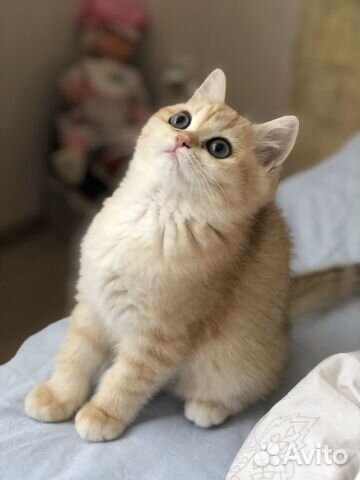 Элитные британские котята