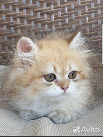 Длинношерстный британский котенок