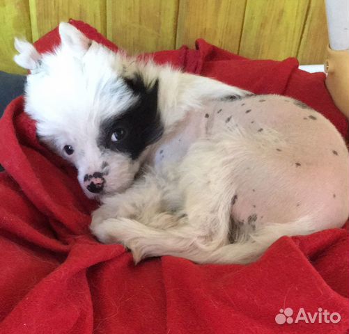 Китайская Хохлатая девочка