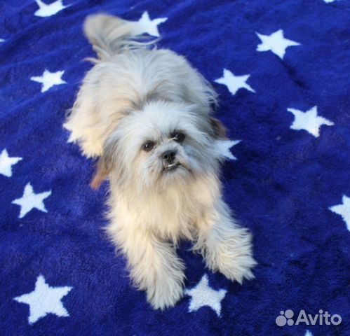 Ищет дом мелкая собачка Зефирка